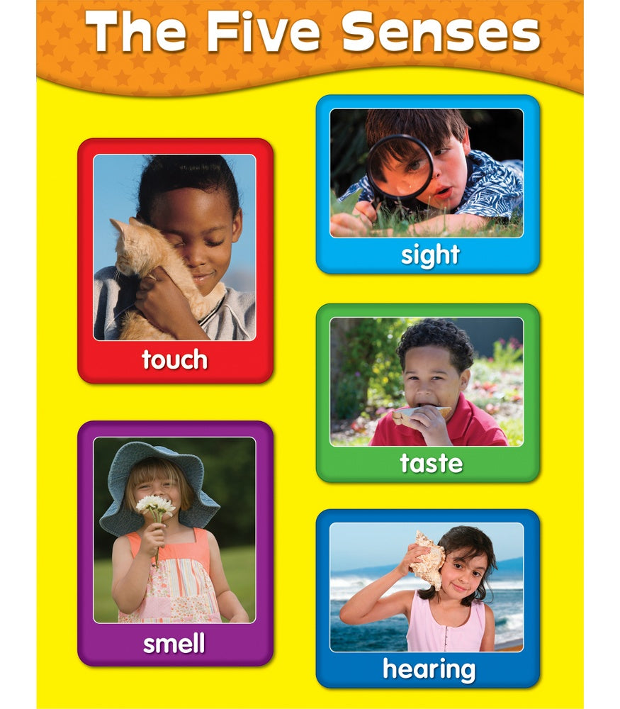 Poster: The Five Senses — Wiz Kids